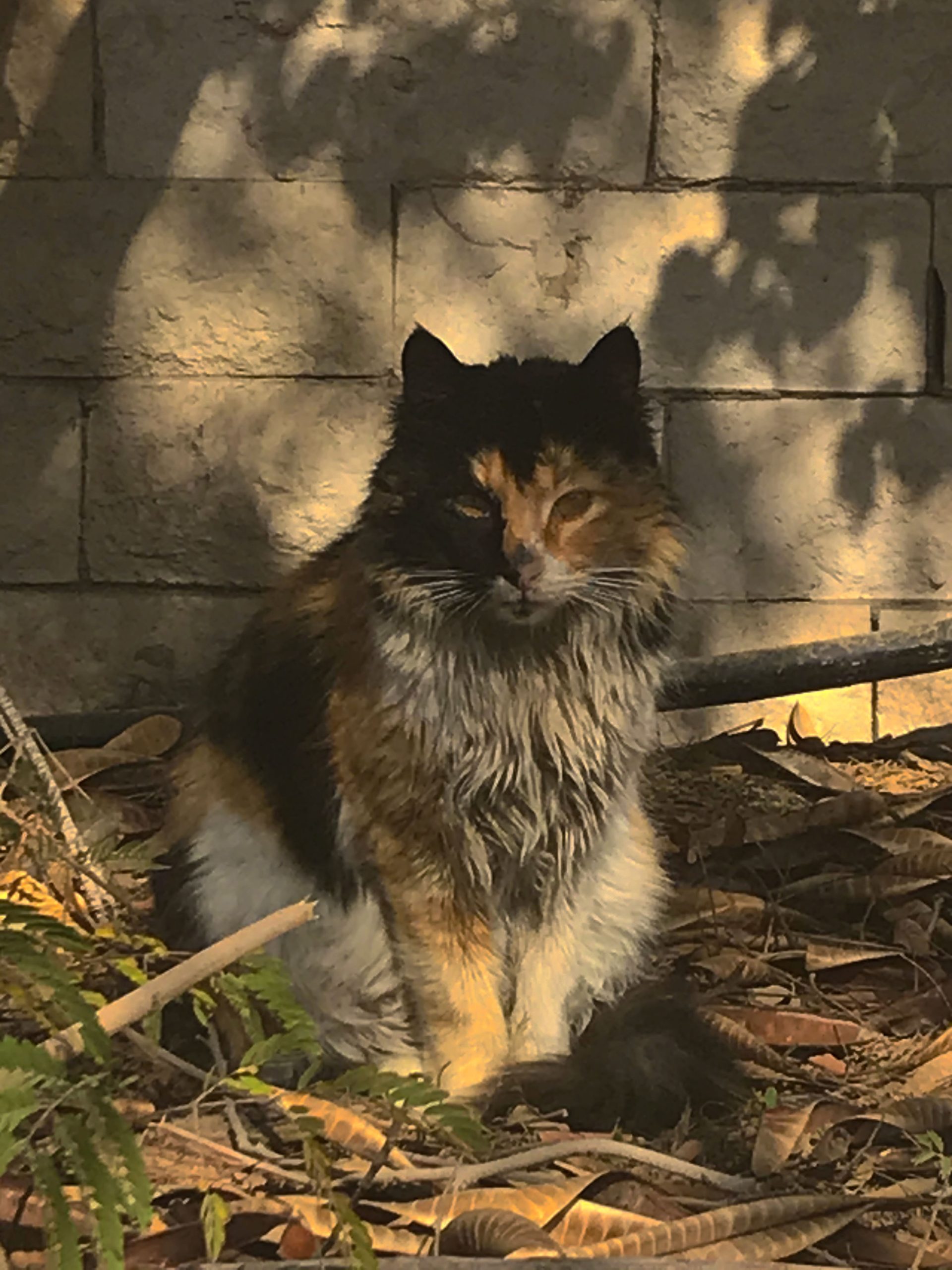 No Name Slob – Cat Satsang